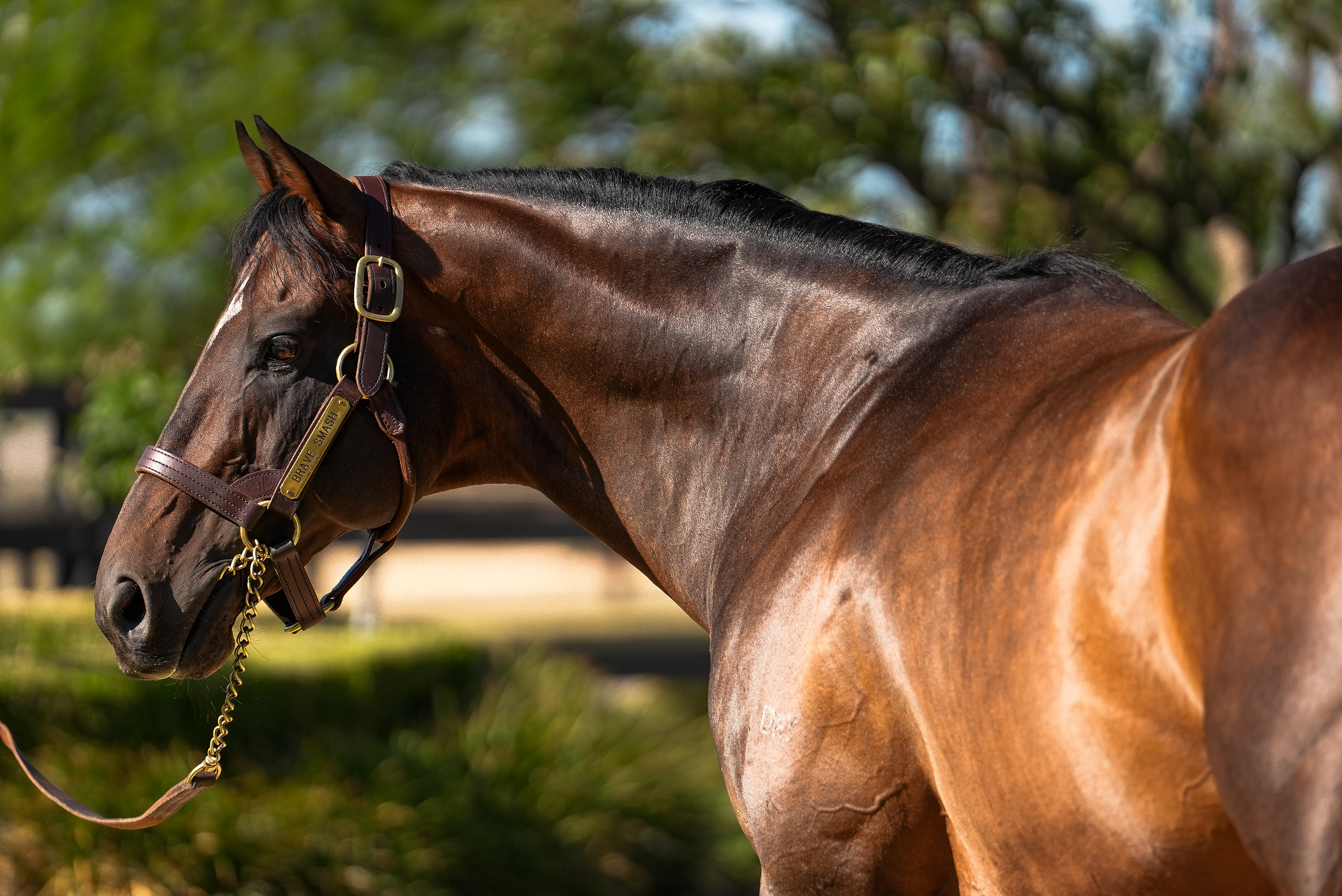 Brave Smash - Stallion - Yarraman Park Stud