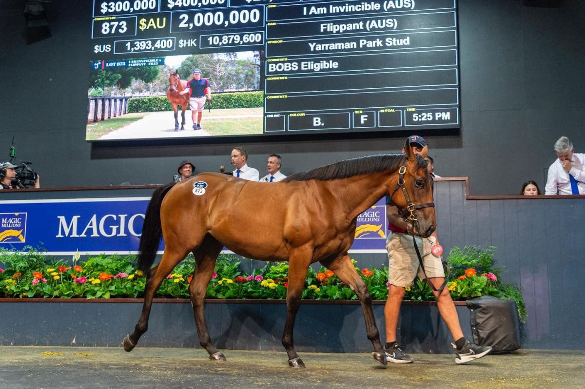 Magic Success for Yarraman Park – Yarraman Park Stud