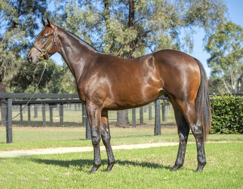 Lot 1599: I Am Invincible x Crystal Whip colt – Yarraman Park Stud
